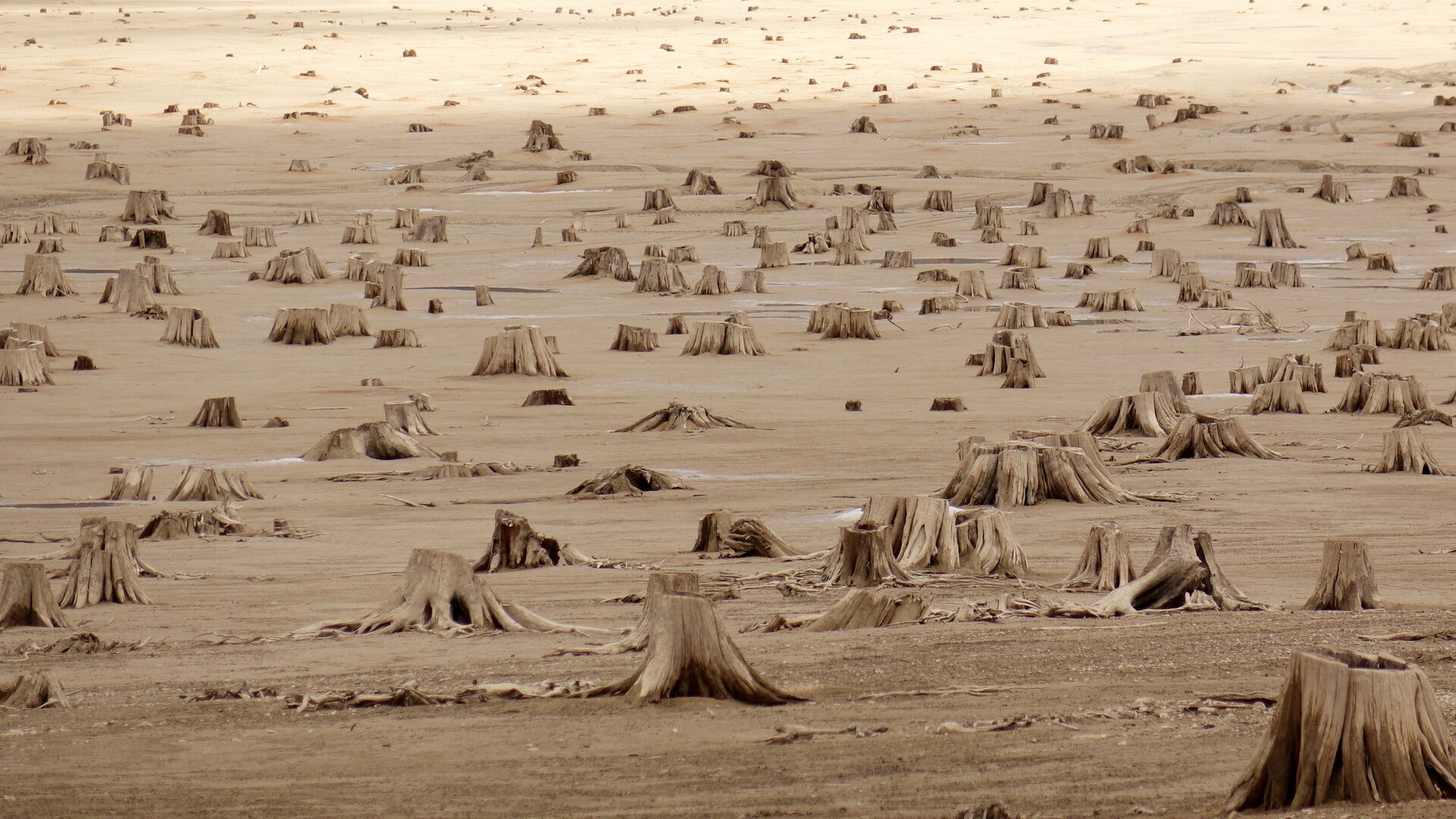 Esternalità ambientali negative: cosa sono e quanto valgono